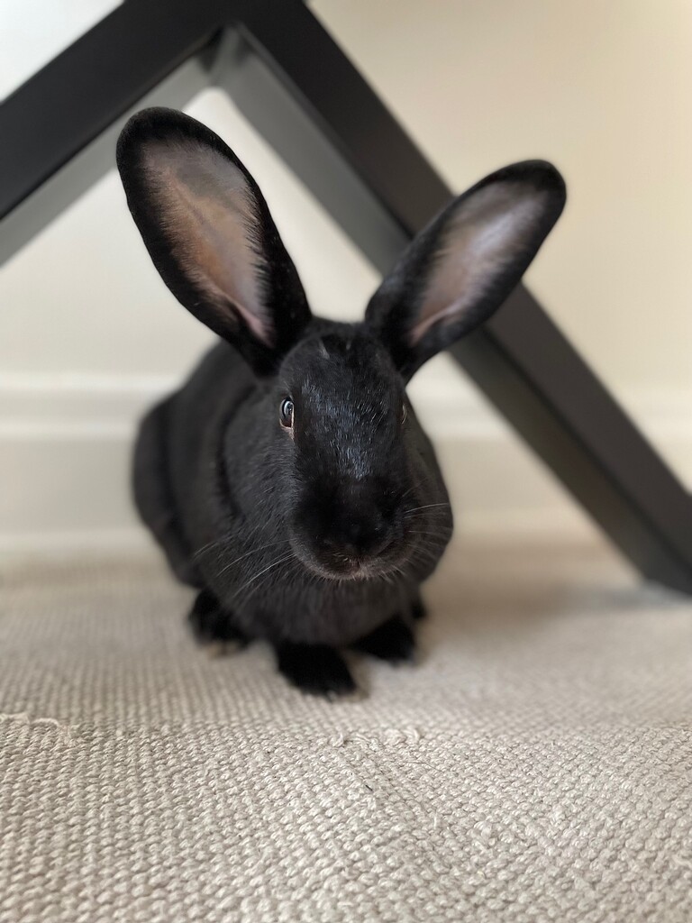 Investeringsdagbok - Golden Rabbit 🐇 - Portföljer och allokering ...